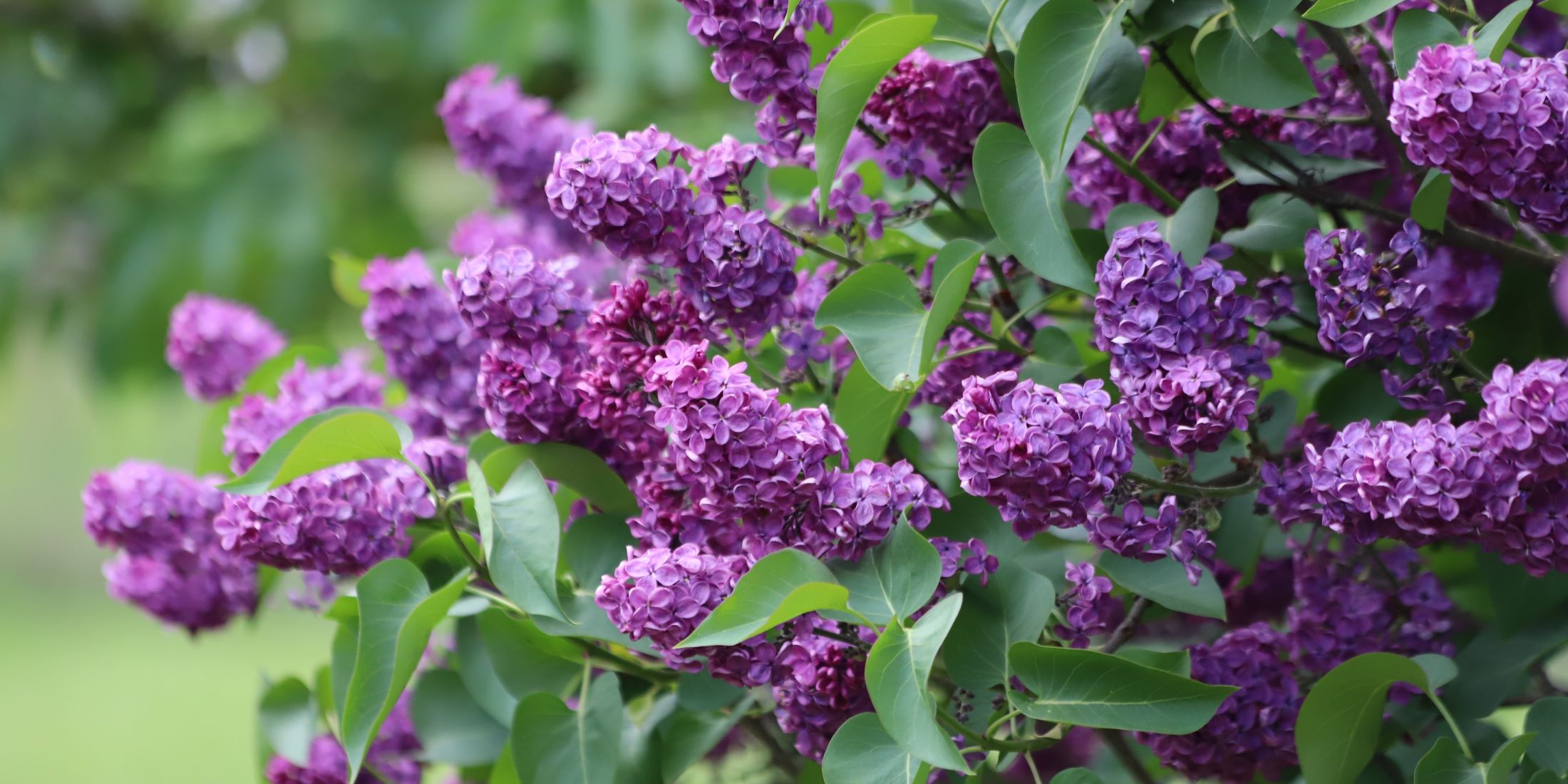 Syringa