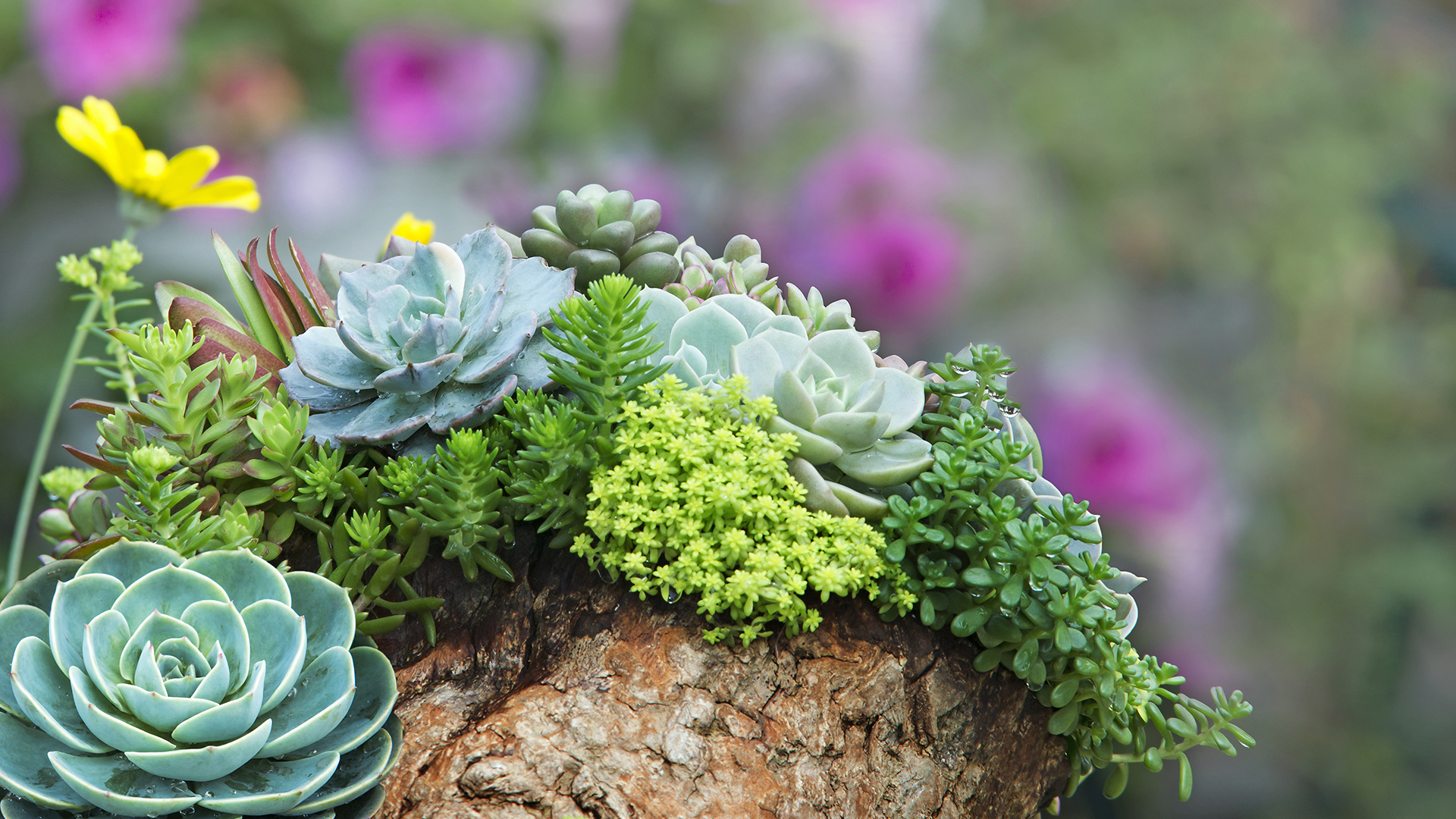 Een rotstuin op je balkon of terras? Het kan met deze tips!