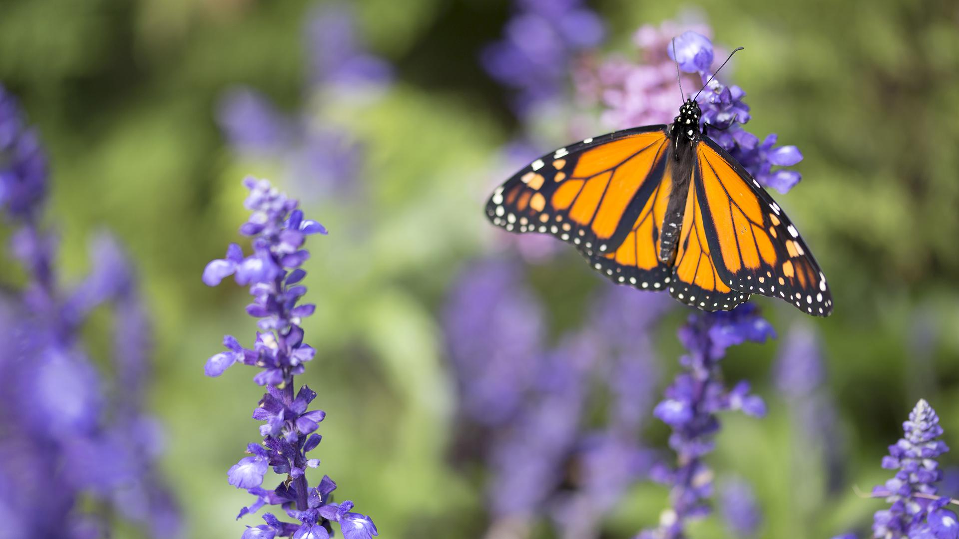 10 conseils pour une faune et une flore vivantes dans votre jardin