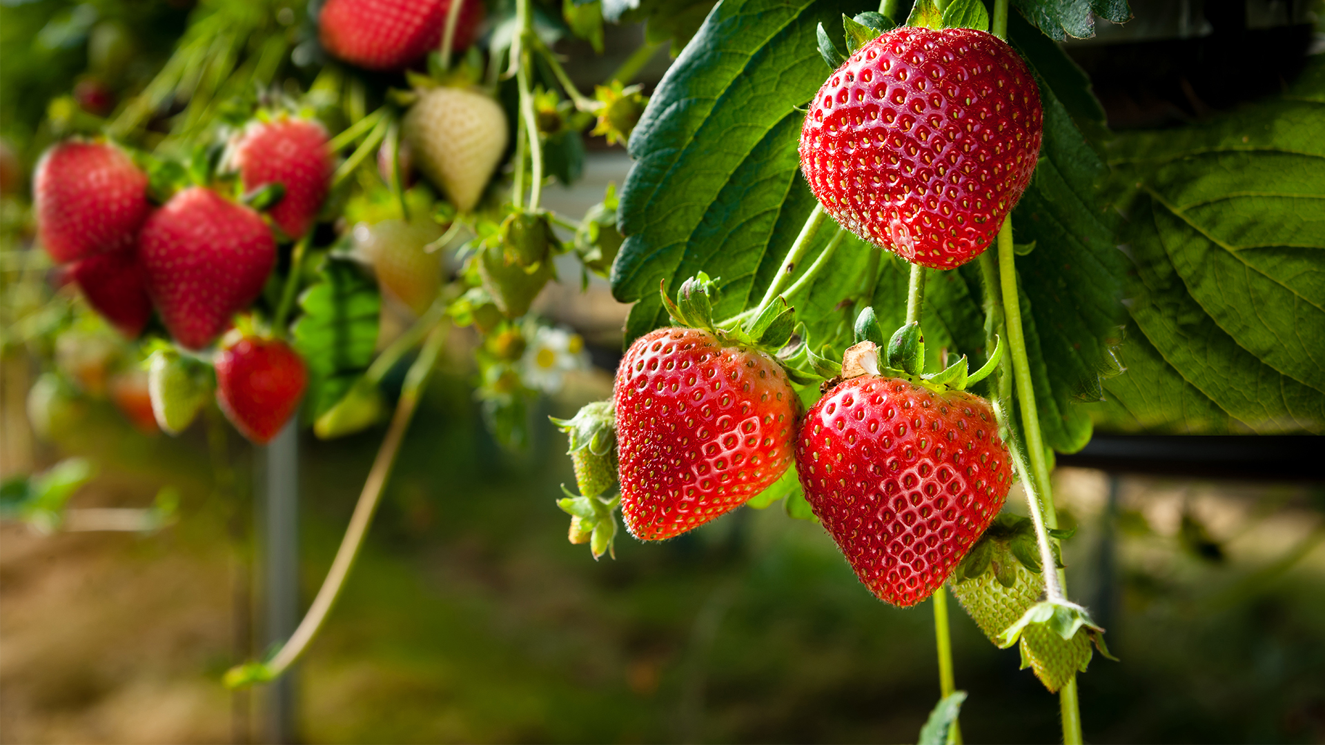 Alles wat je moet weten over aardbeien