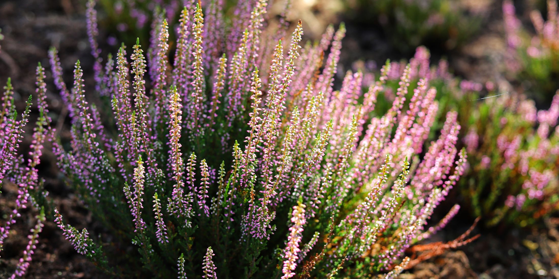 Calluna vulgaris