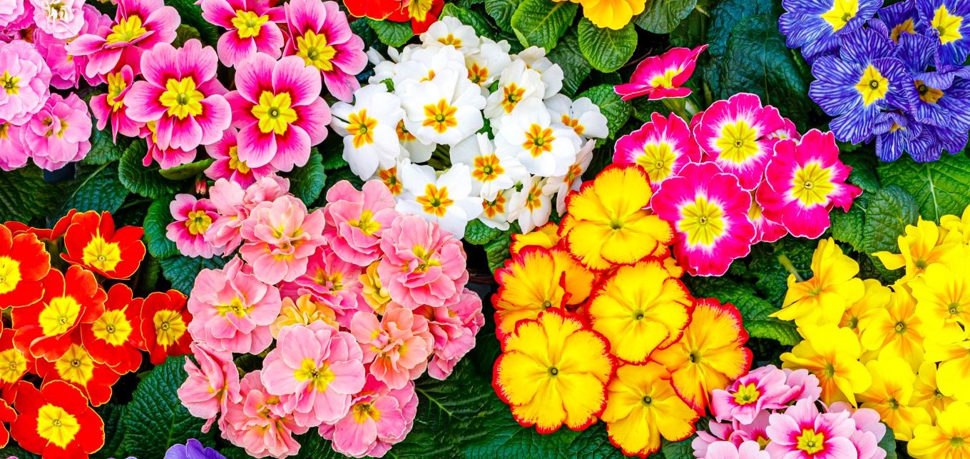 Primula