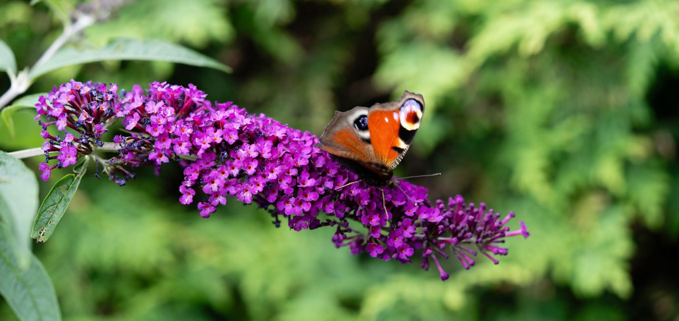 D’un paradis glacé à un jardin biodiversifié