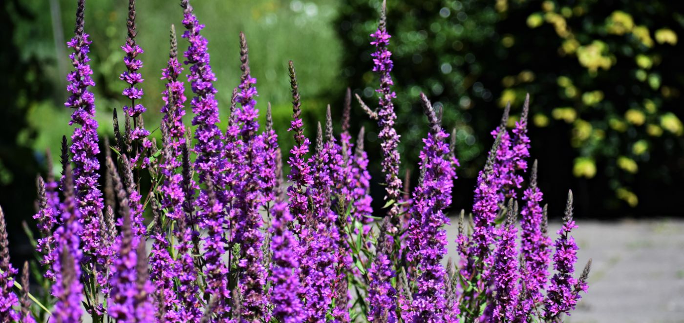 Haal meer variatie in je tuin met vaste planten