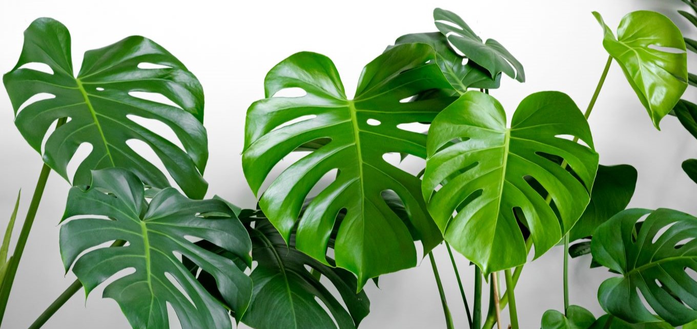Monstera