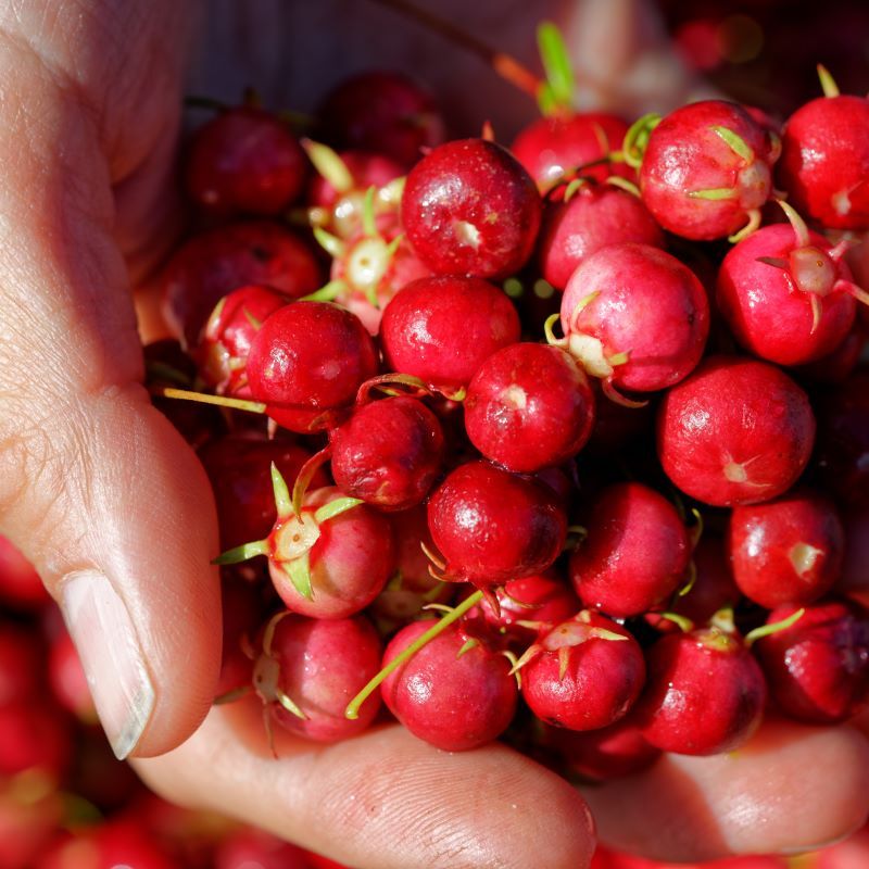 Ugni Molinae Pretty Berry