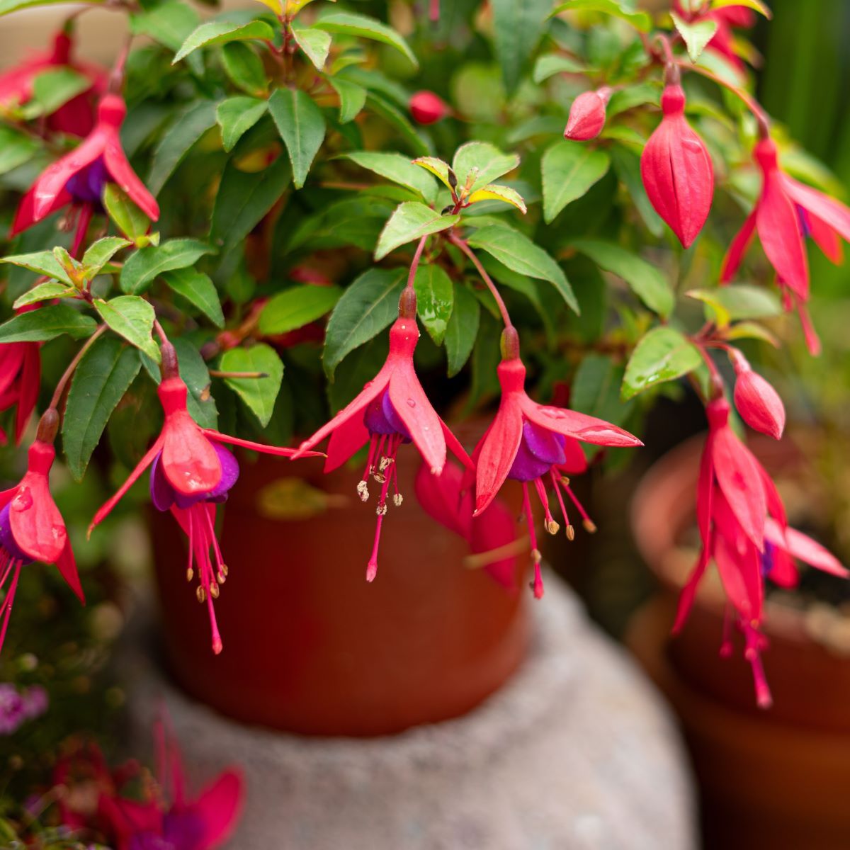 Fuchsia