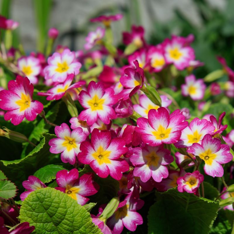 Primula