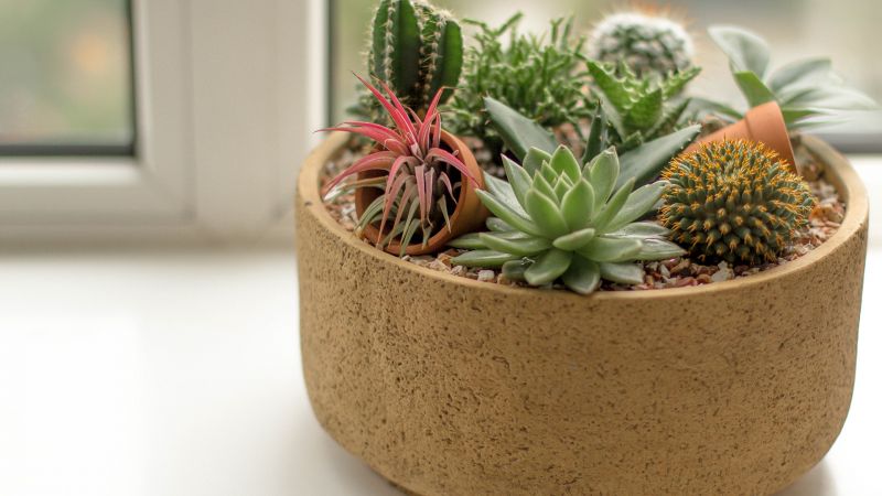 Een rotstuin op je balkon of terras? Het kan met deze tips!