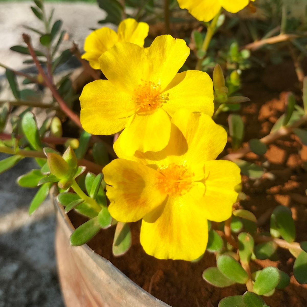 Halimium 'April Sun'