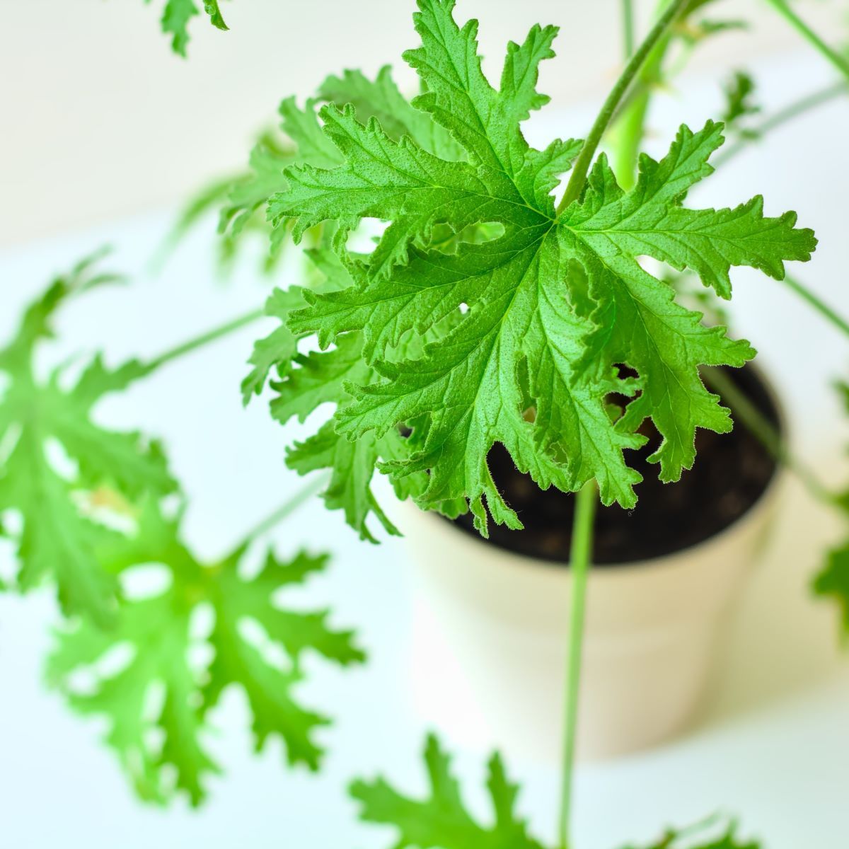 Pelargonium Mosquitaway