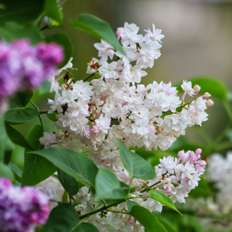 Syringa