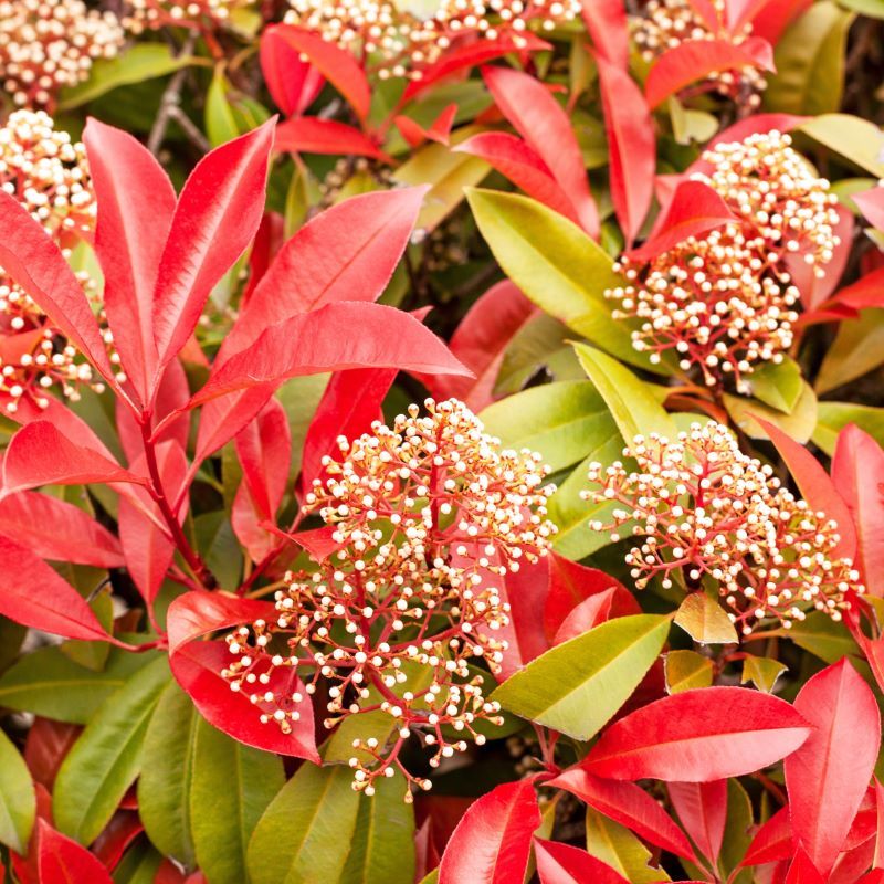 Photinia