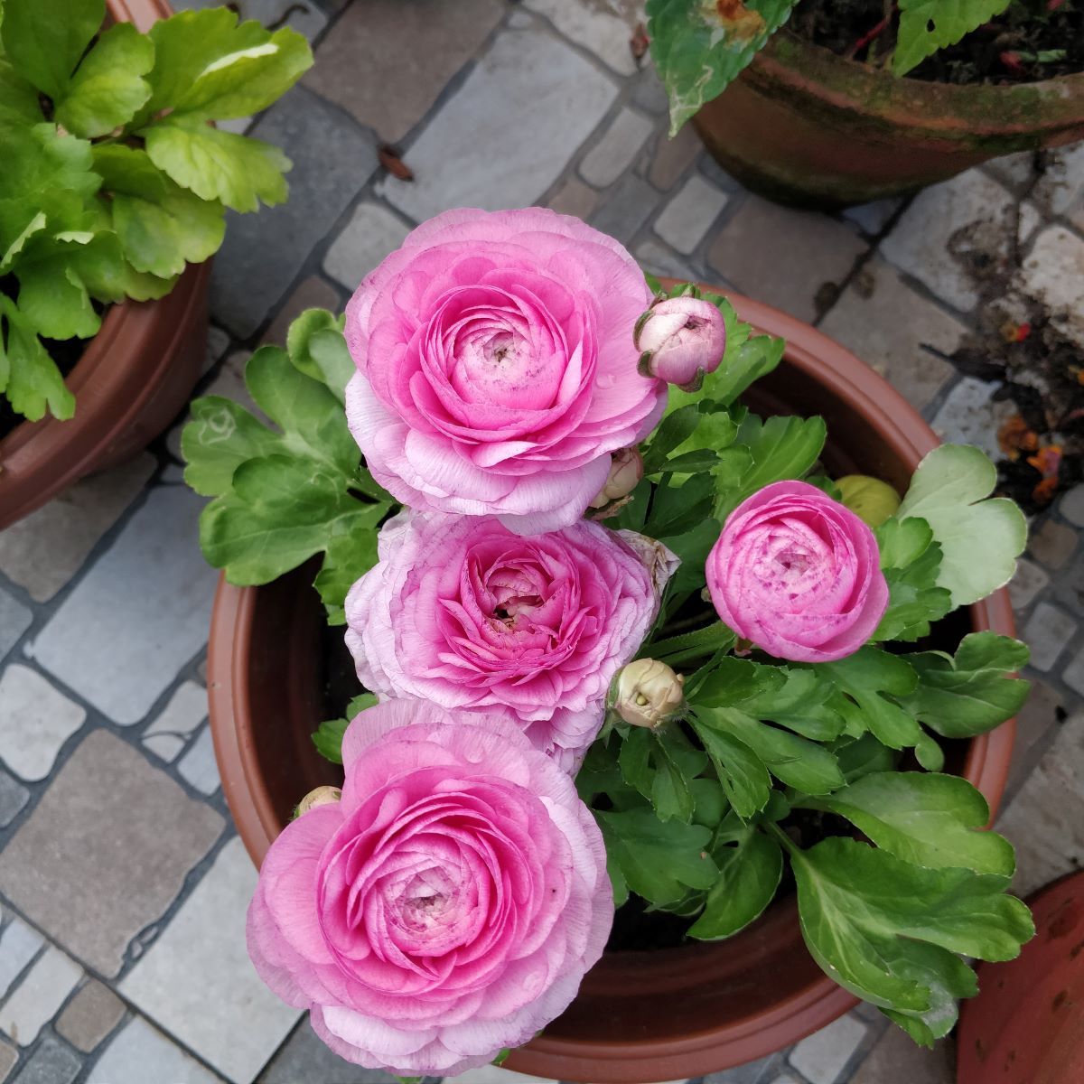 Ranunculus