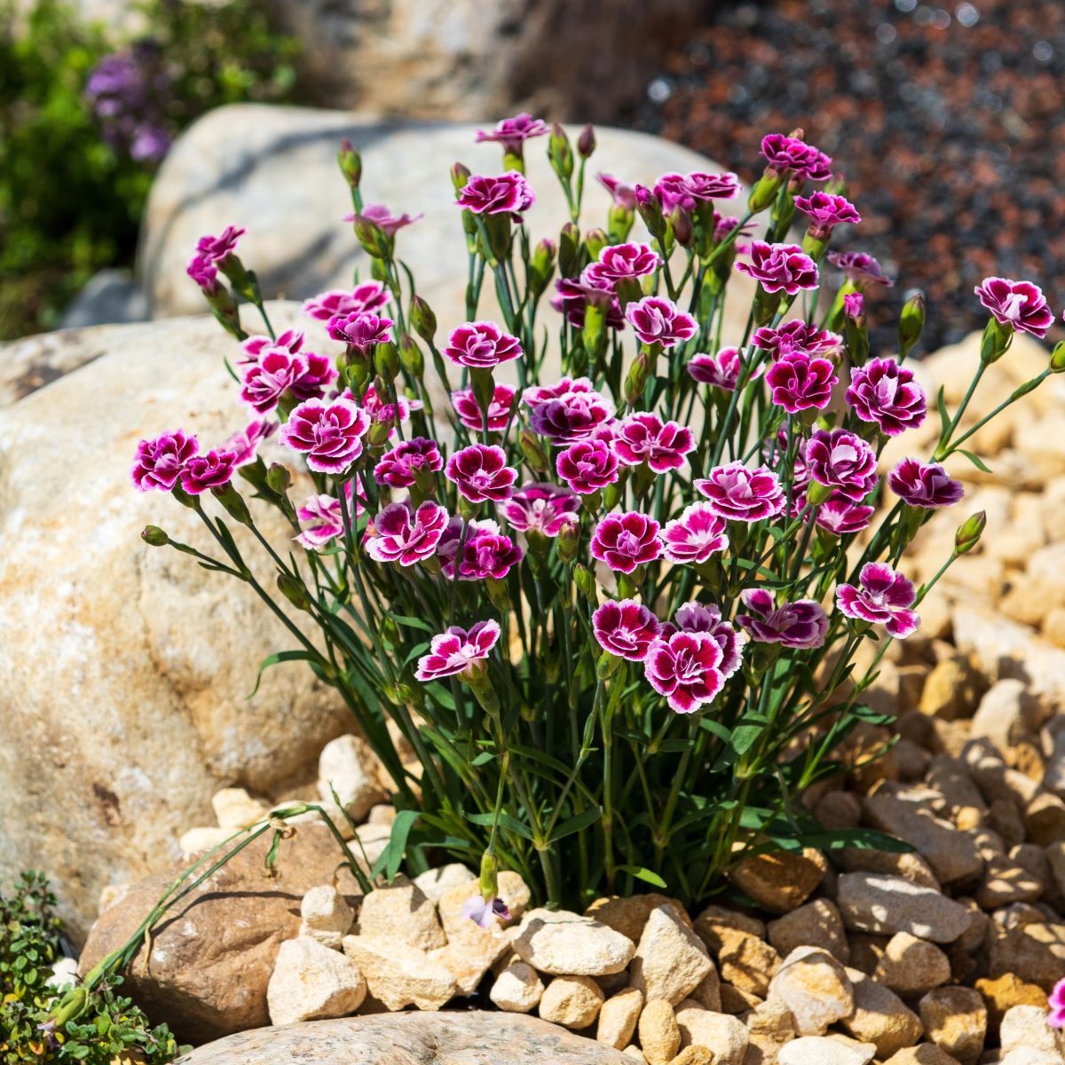 Dianthus
