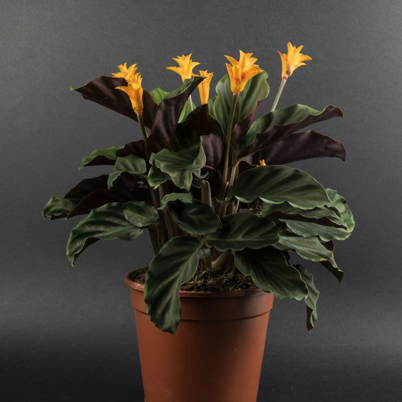 Calathea Crocata Tasmania
