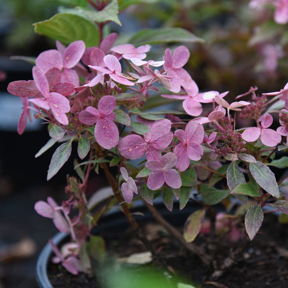 Hydrangea paniculata ‘Switch Ophelia’