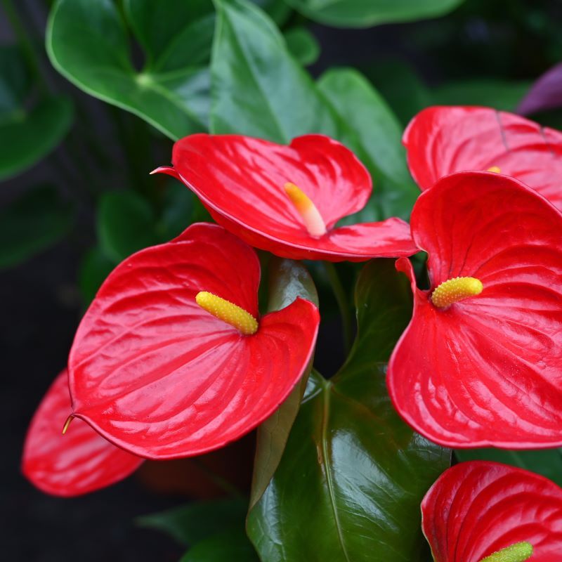Anthurium