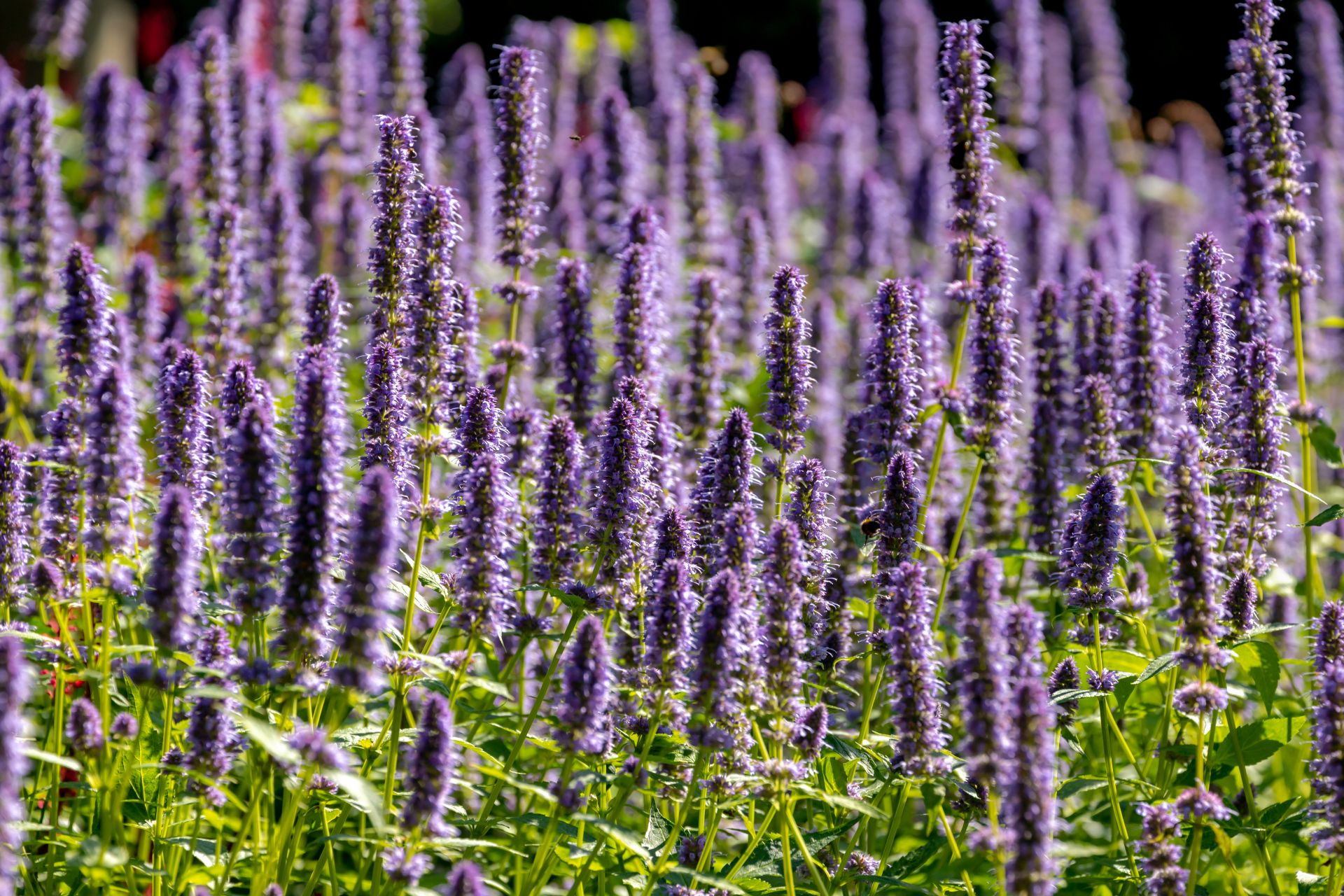 Collecte d'eau durable dans le jardin : créez une wadi