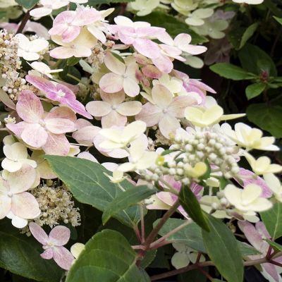 Hydrangea paniculata ‘Switch Ophelia’
