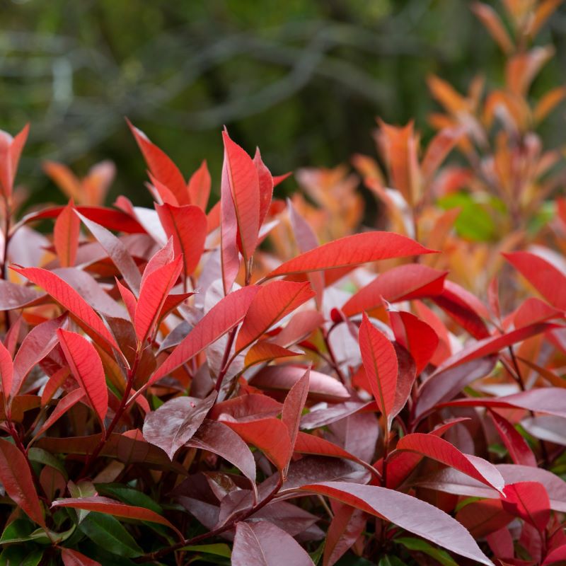 Photinia