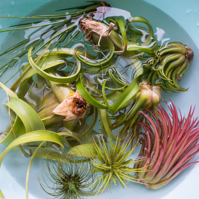 Tillandsia