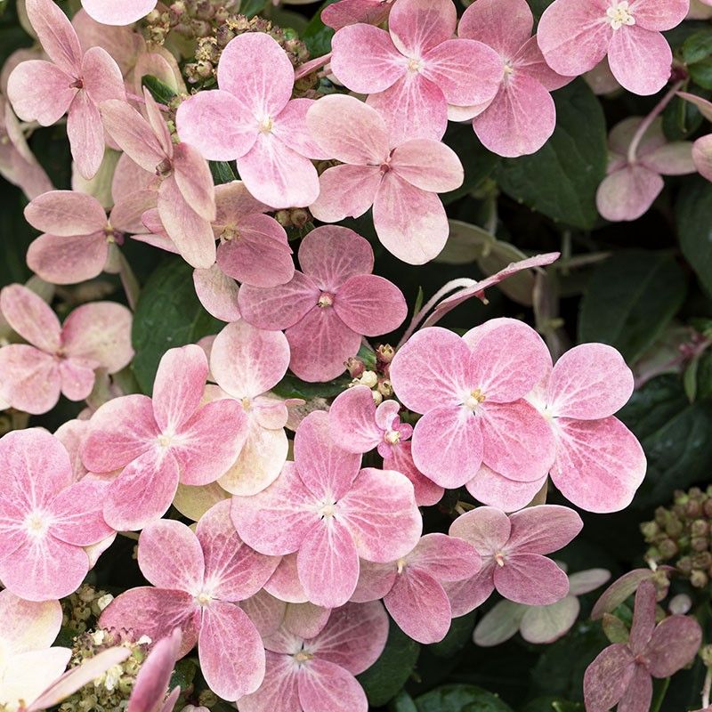 Hydrangea paniculata ‘Switch Ophelia’