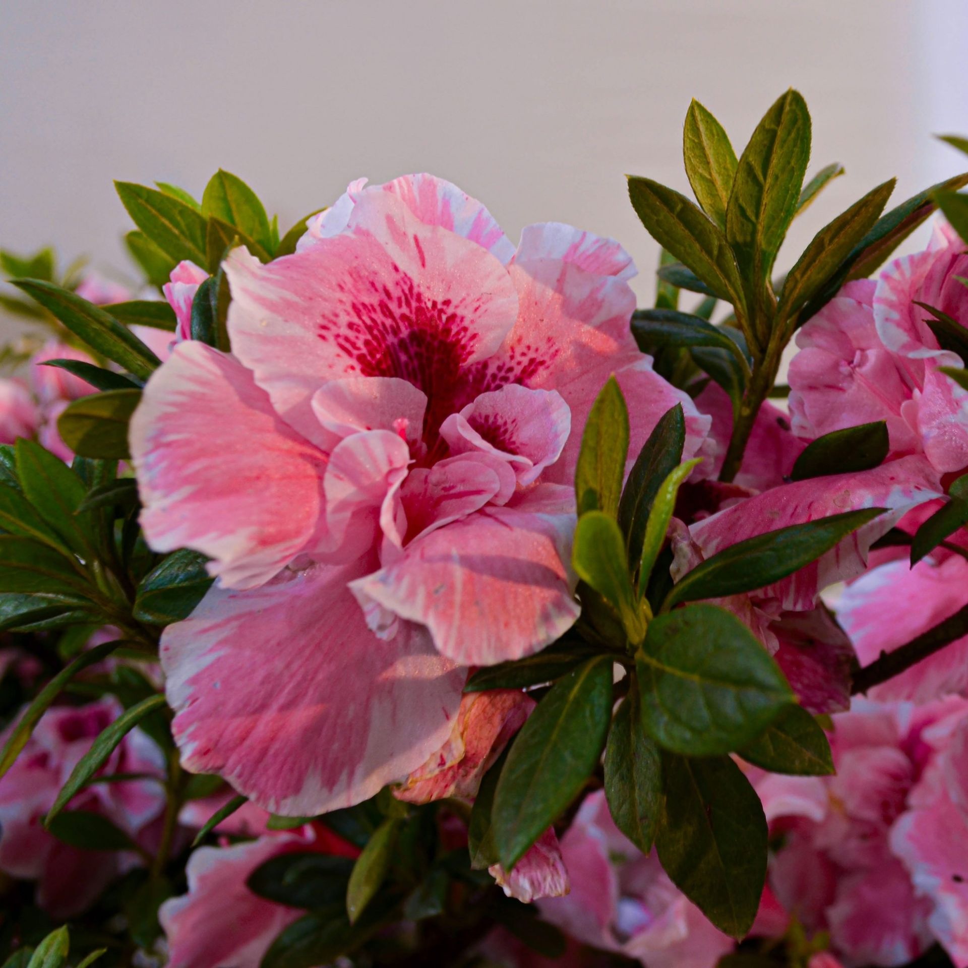 Azalea