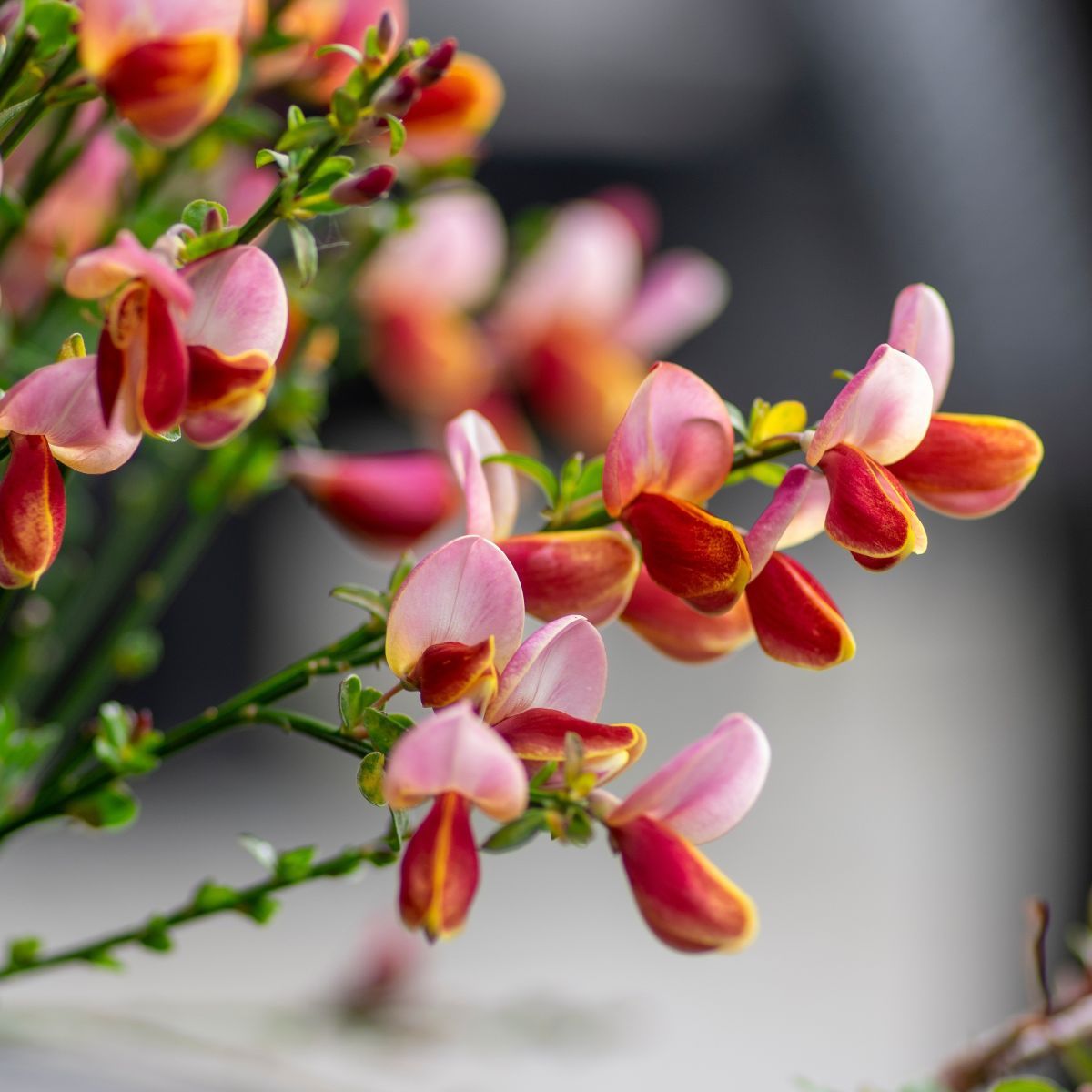Cytisus