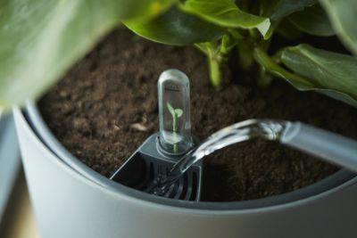 Vakantietips: zo blijven jouw planten stralen tijdens jouw afwezigheid