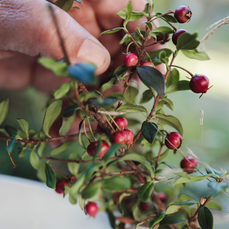 Ugni Molinae Pretty Berry
