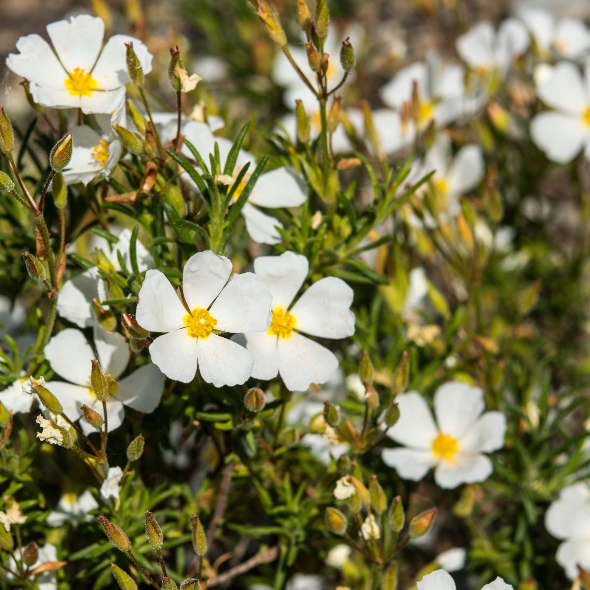 Halimium 'April Sun'