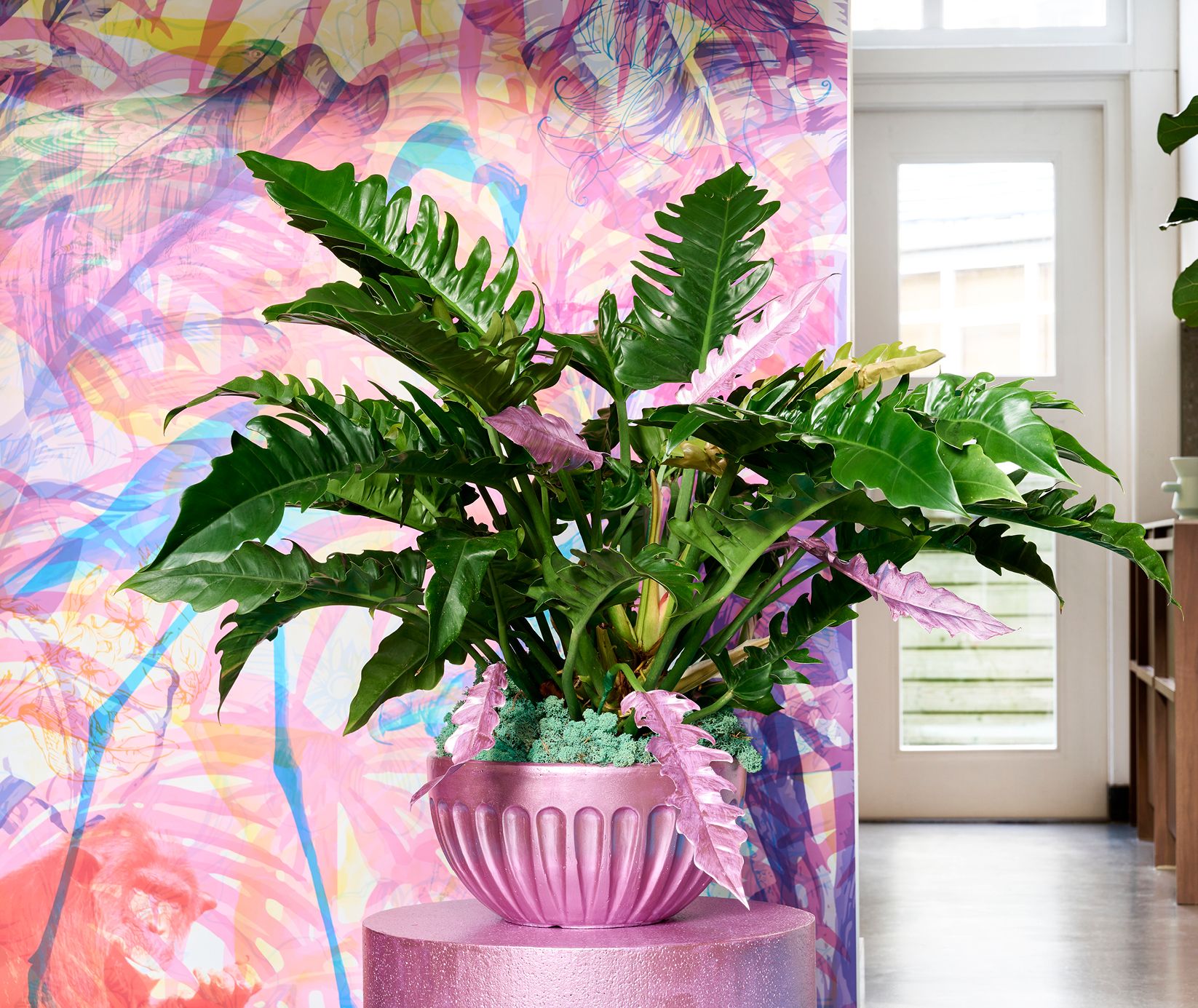 De Philodendron