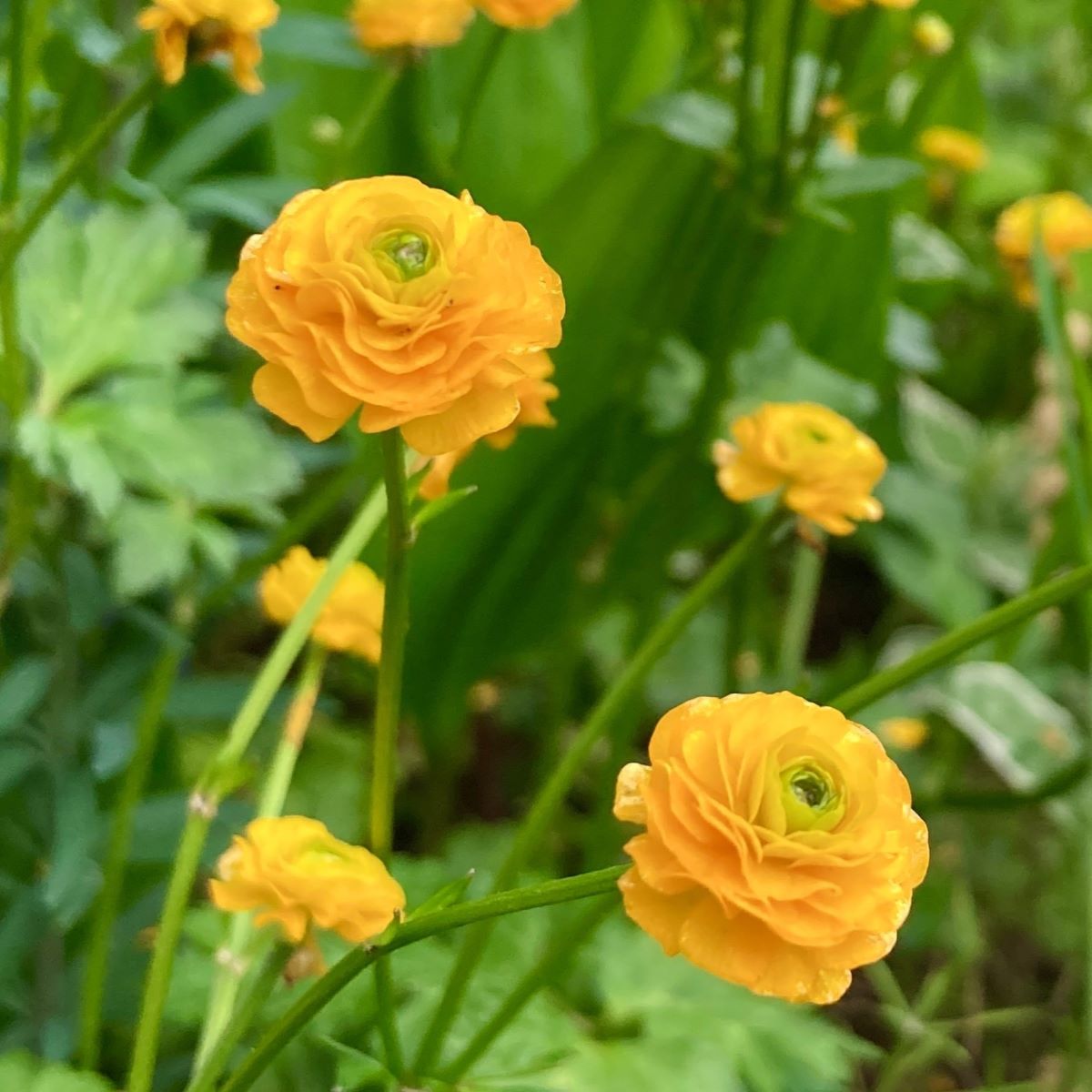 Ranunculus