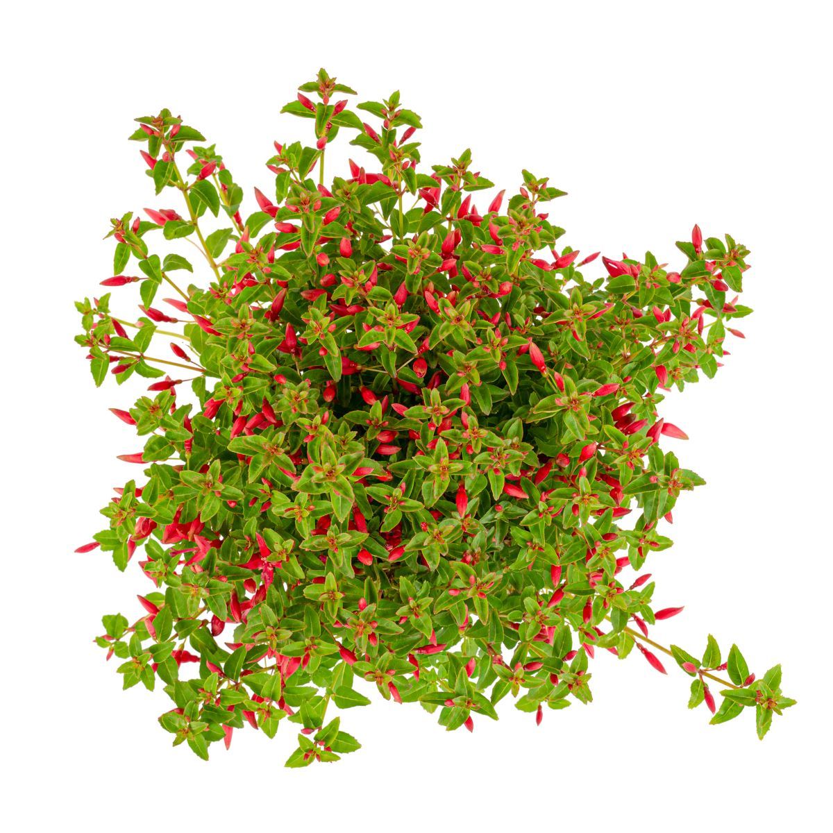 Fuchsia ‘Chilli Red’