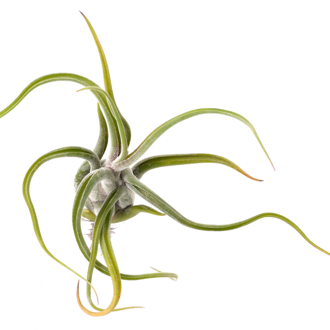 Tillandsia
