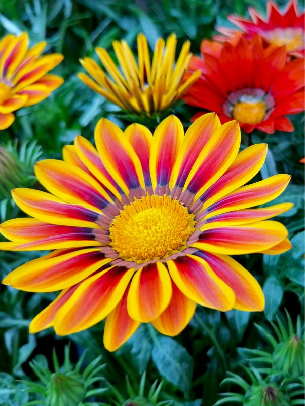 Spaanse Margrieten