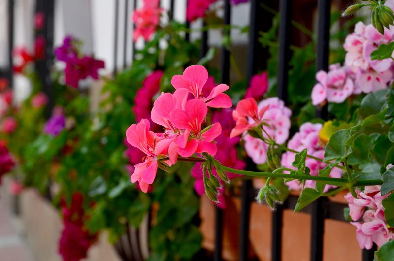 Ontdek de nieuwste speciale geraniums voor je vensterbank en balkon