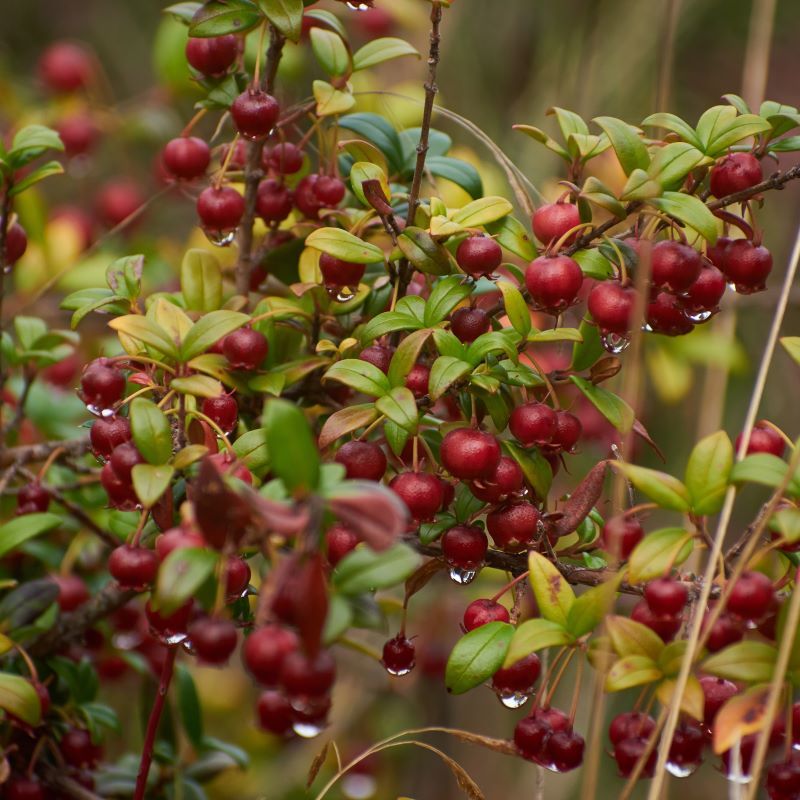 Ugni Molinae Pretty Berry