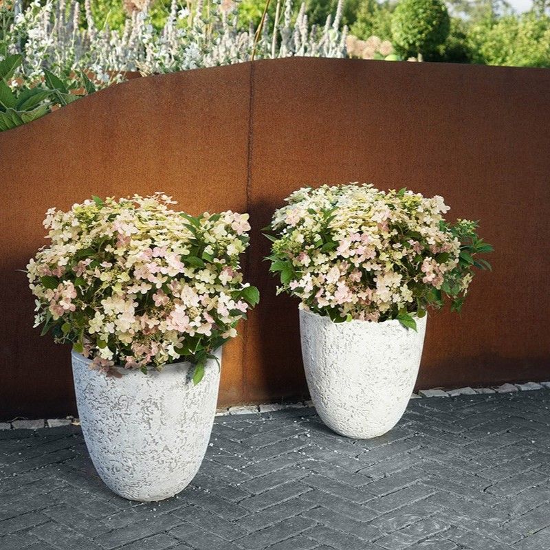 Hydrangea paniculata ‘Switch Ophelia’