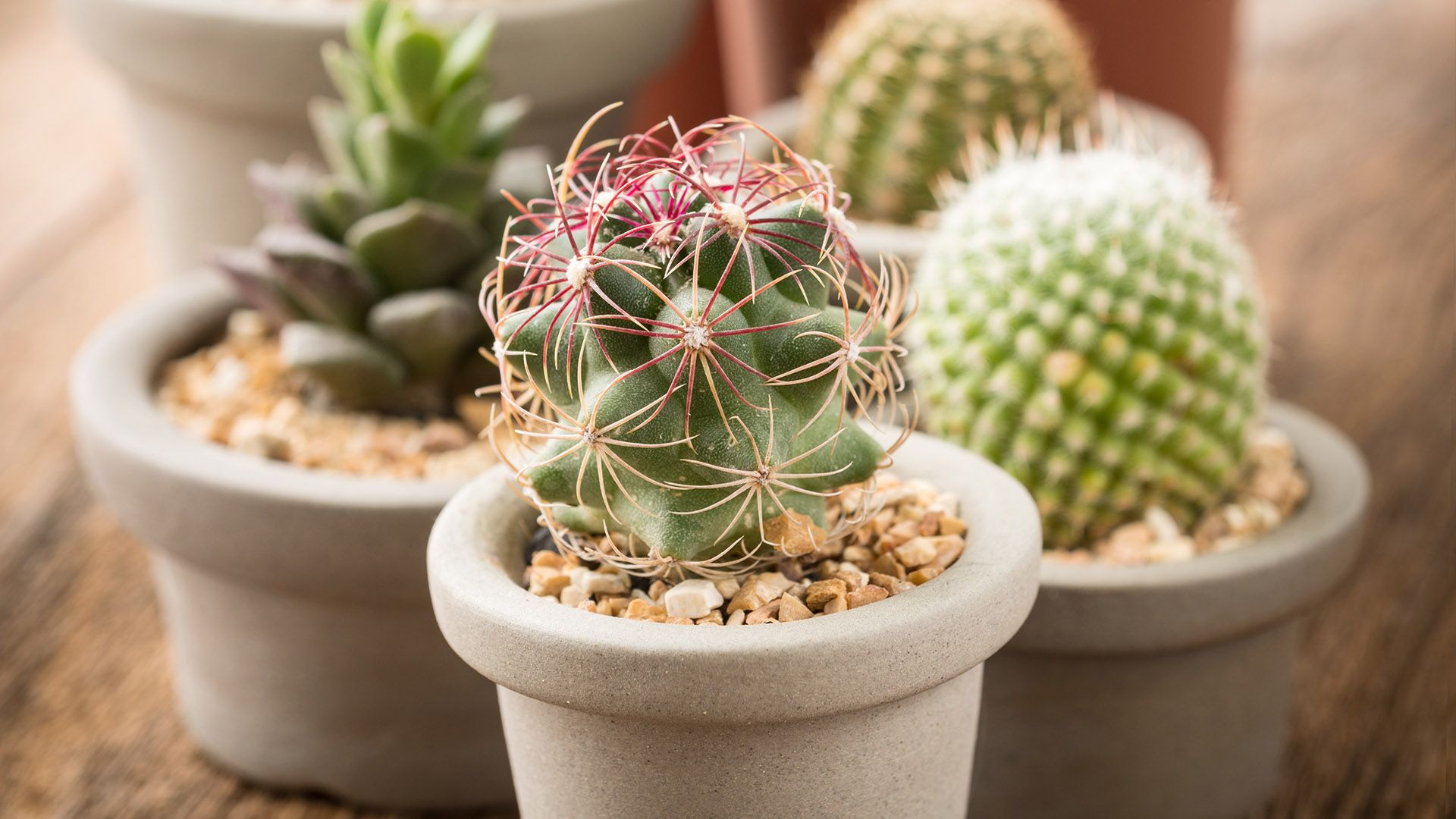 Ontdek de diversiteit van cactussoorten in warme woestijnachtige streken