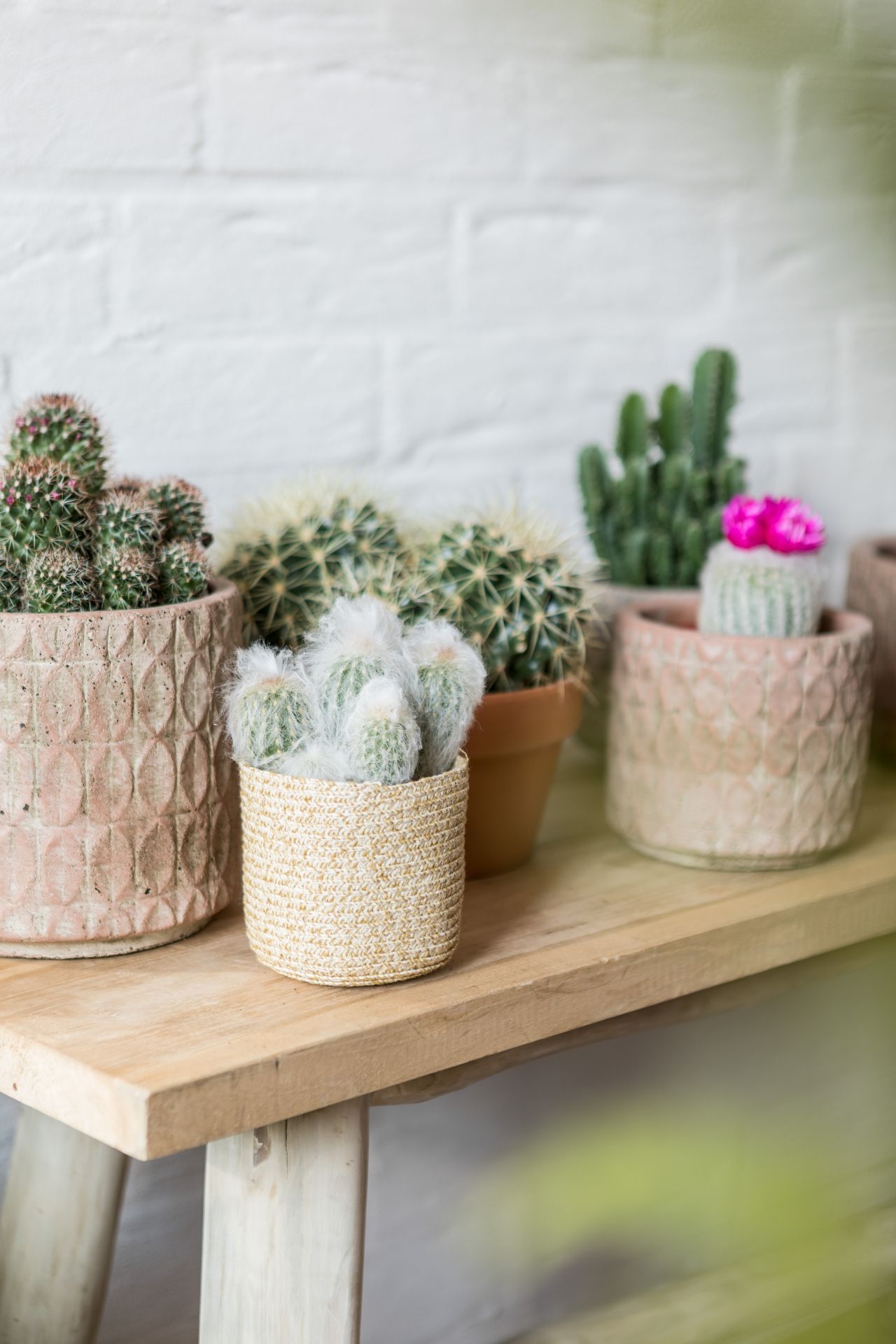 Ontdek de diversiteit van cactussoorten in warme woestijnachtige streken