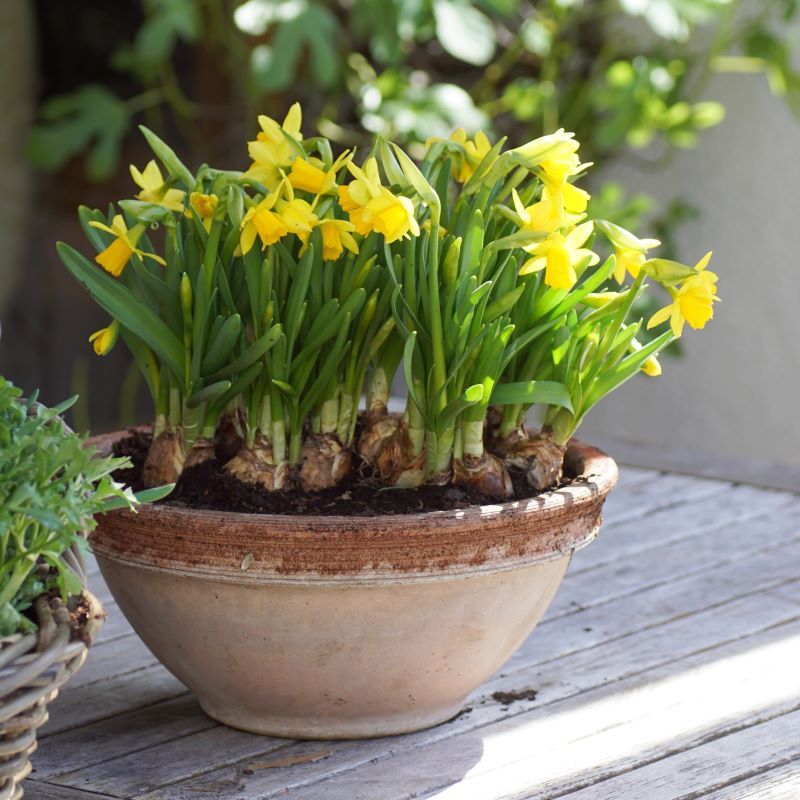 Narcissus