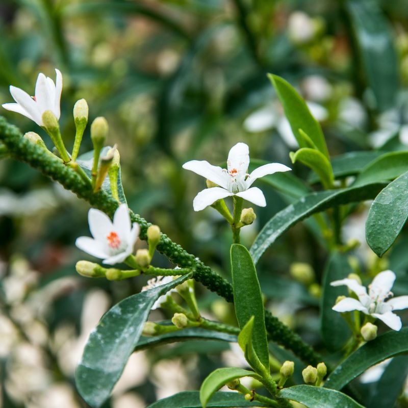 Eriostemon myoporoides