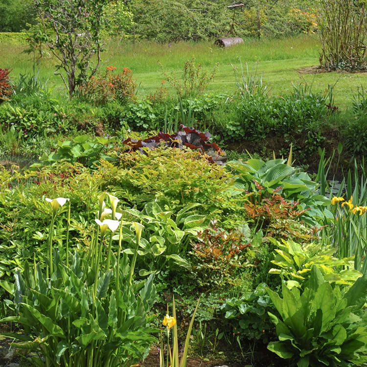 Collecte d'eau durable dans le jardin : créez une wadi