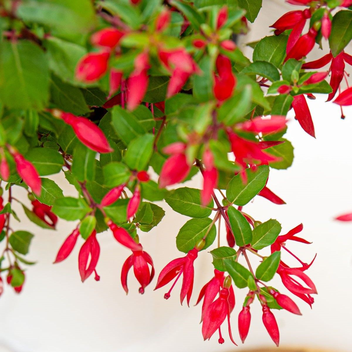 Fuchsia ‘Chilli Red’