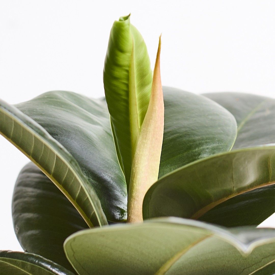 Ficus elastica Sofia