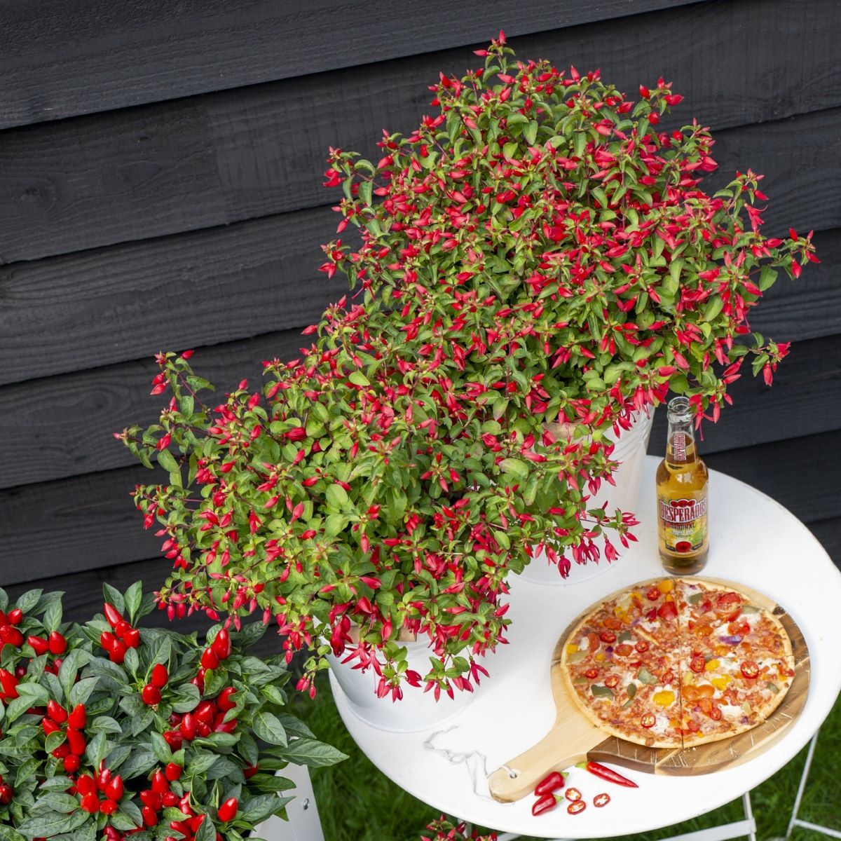 Fuchsia ‘Chilli Red’