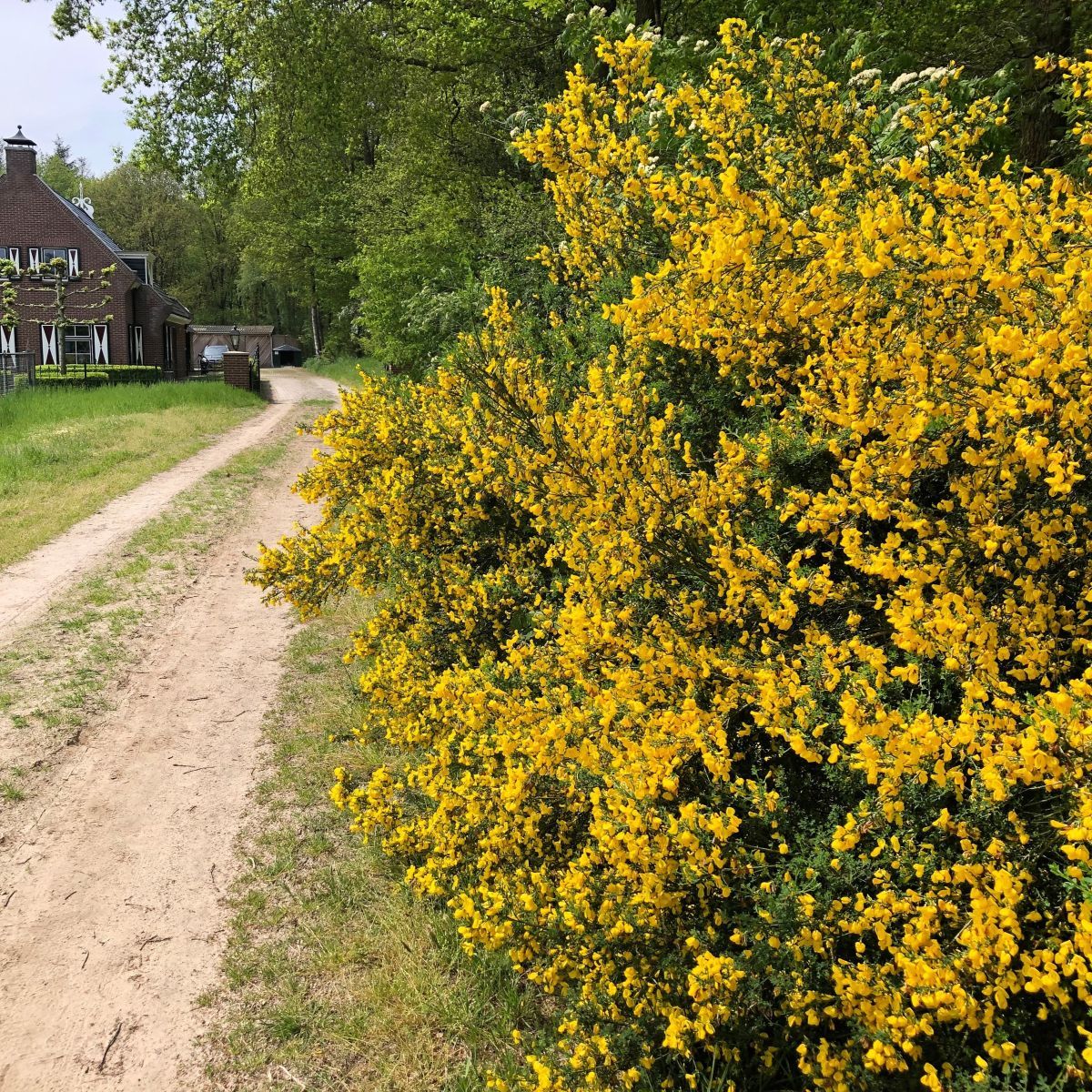 Cytisus