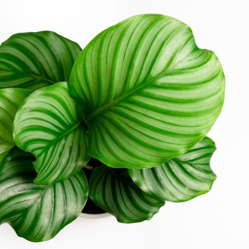 Calathea